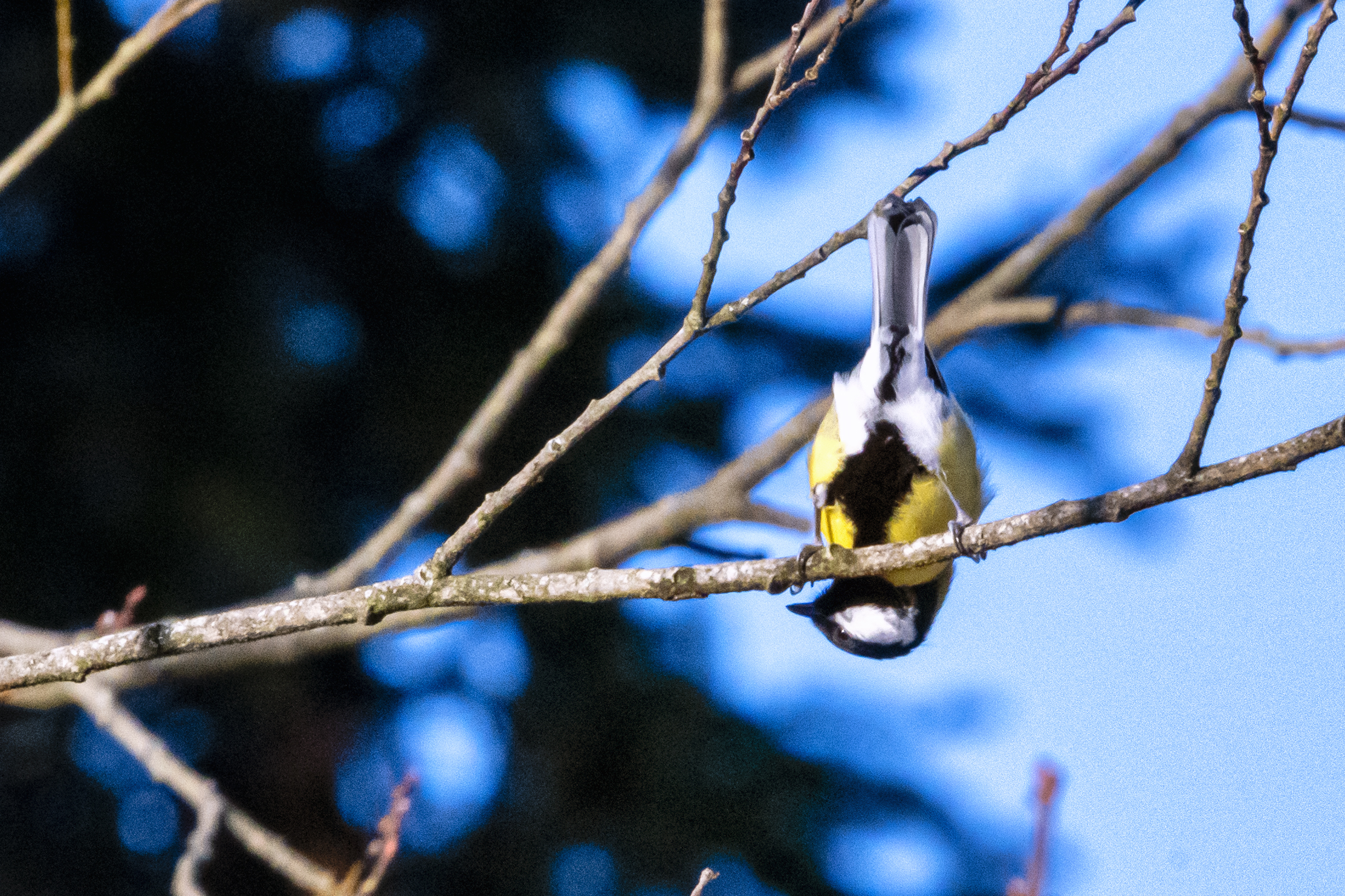 Bruk av flyfoto - Skogglede