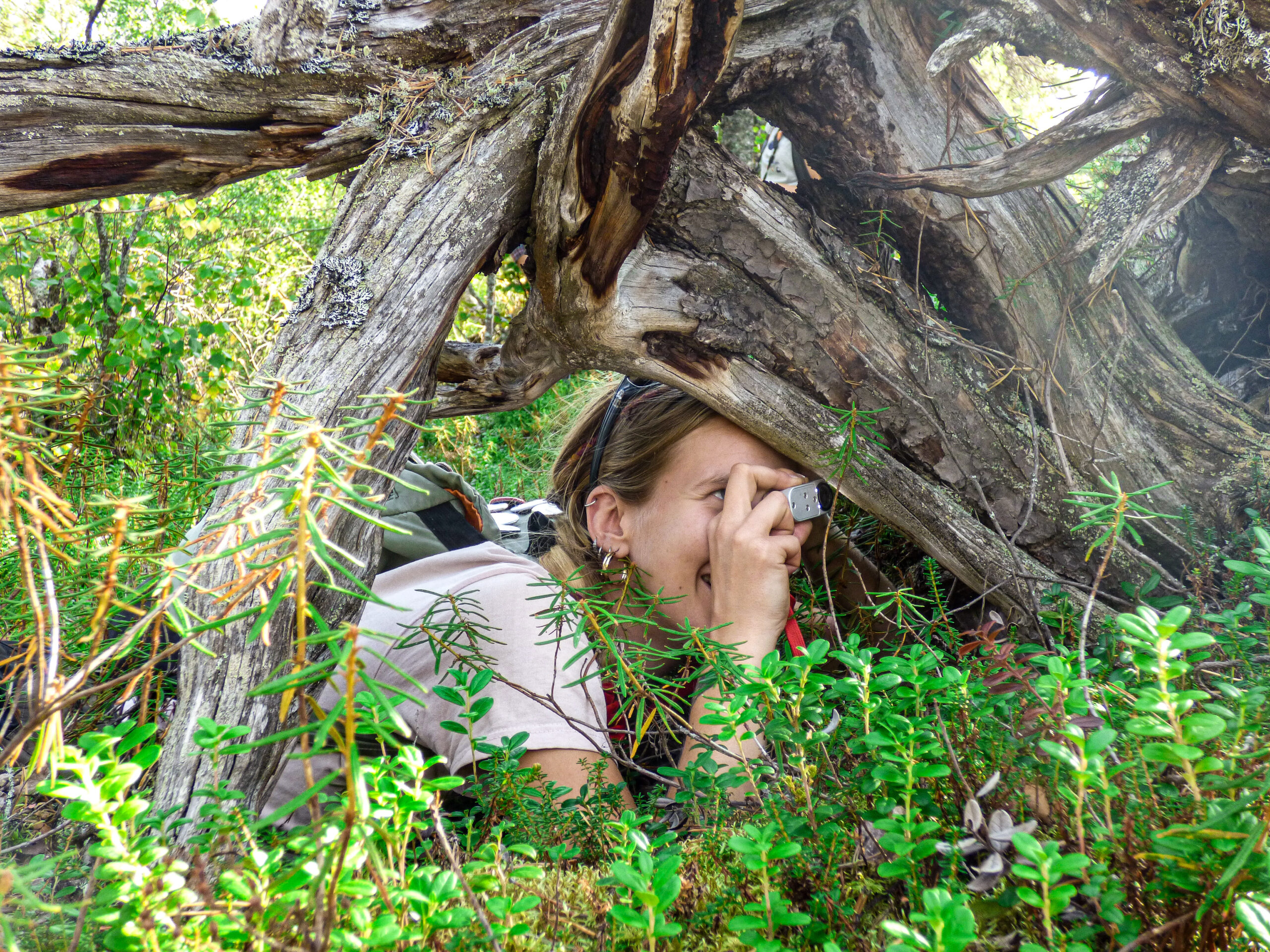 Søk om penger til kartlegging av skog - Skogglede
