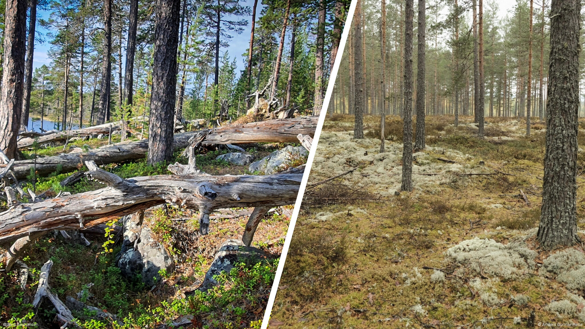 Fem myter om skog i Norge - Skogglede