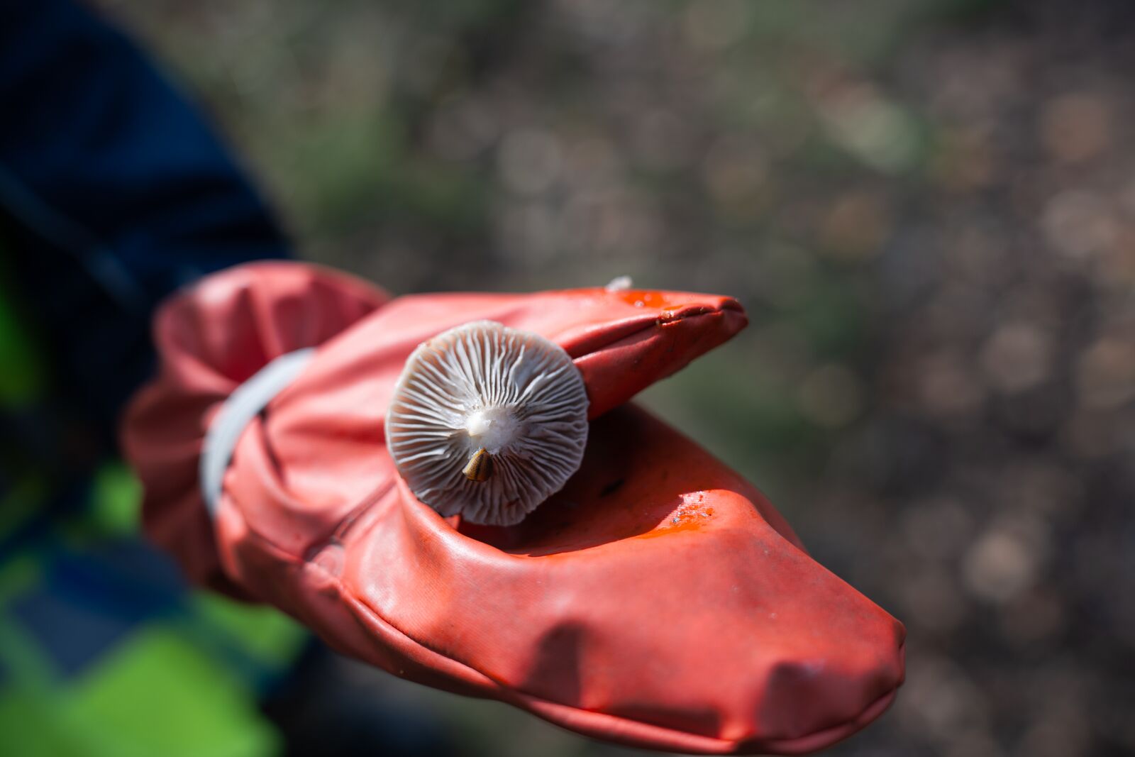 Undervisningsopplegg om skog - Skogglede