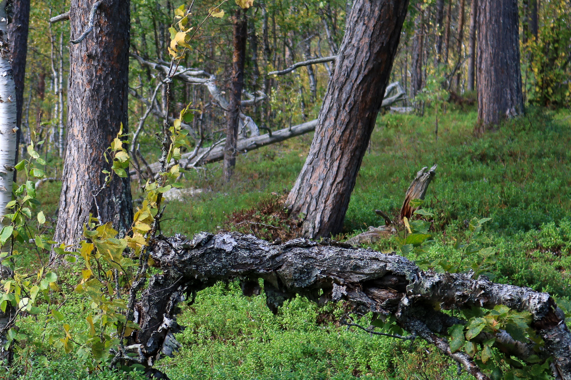 Undervisningsopplegg om skog - Skogglede