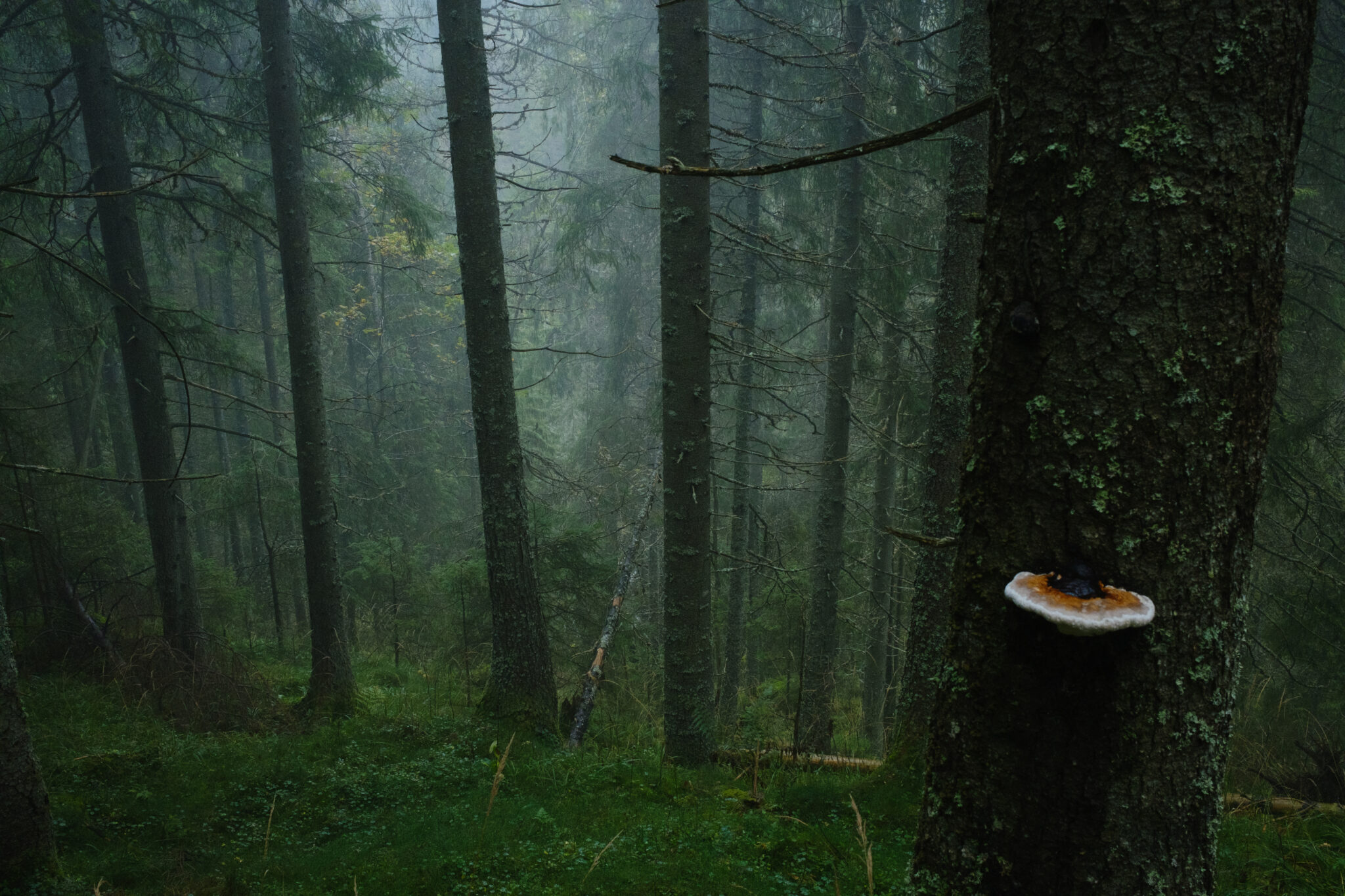 Del 3: Rapportering av arter - Skogglede